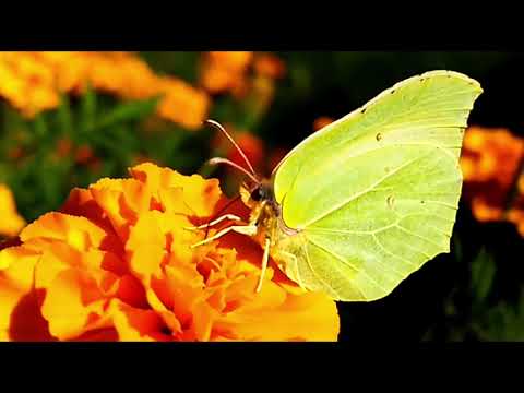О бабочках. Крушинница /Лимонница Gonepteryx rhamni