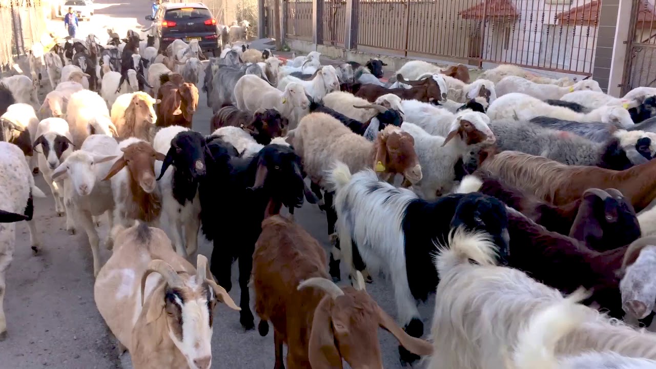 Goats in Bethlehem 1/4/19 - YouTube