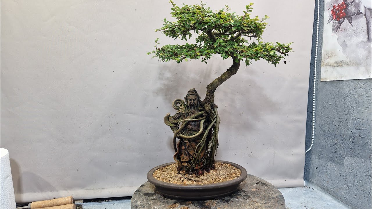 Chinese elm. Root over statue repot. - YouTube