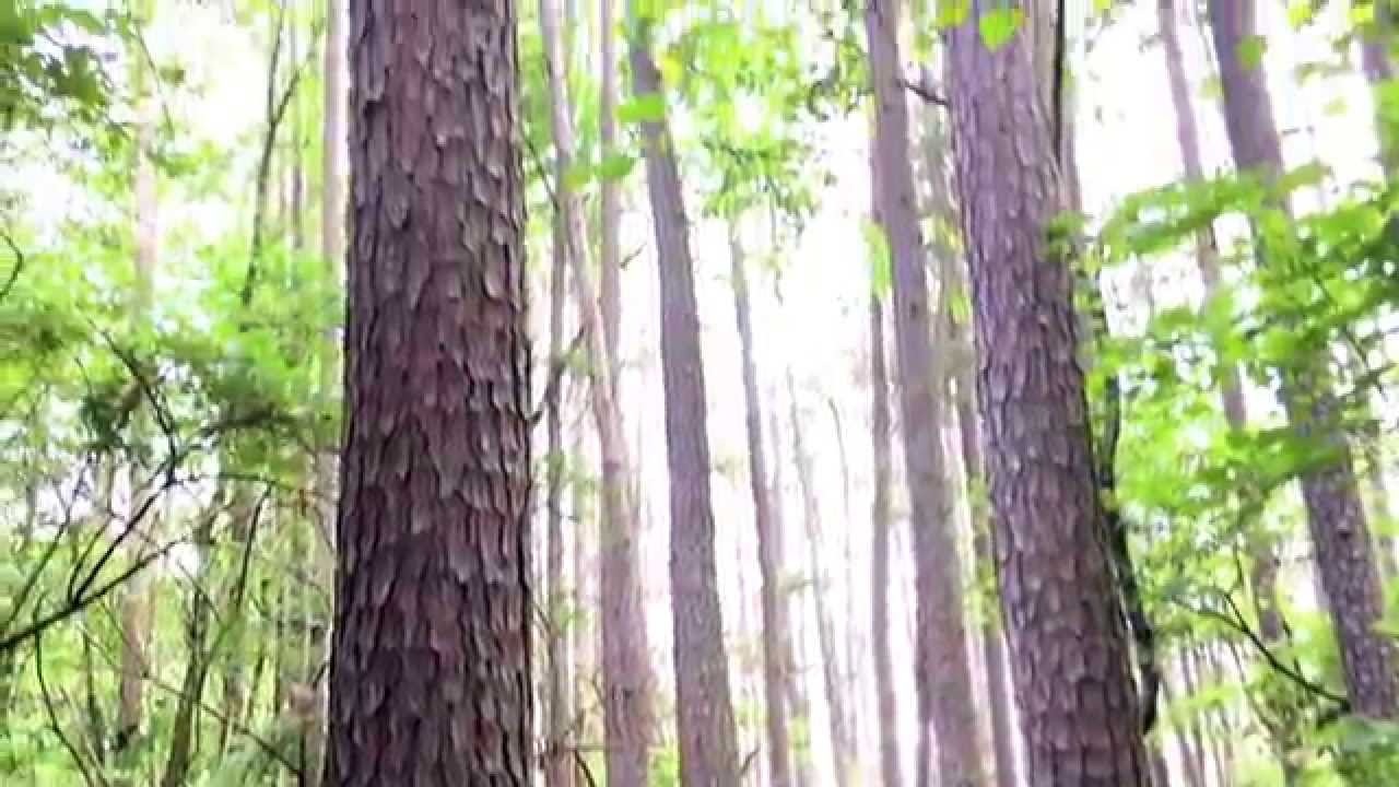 Pine tree forest - collecting pitch and fatwood - YouTube