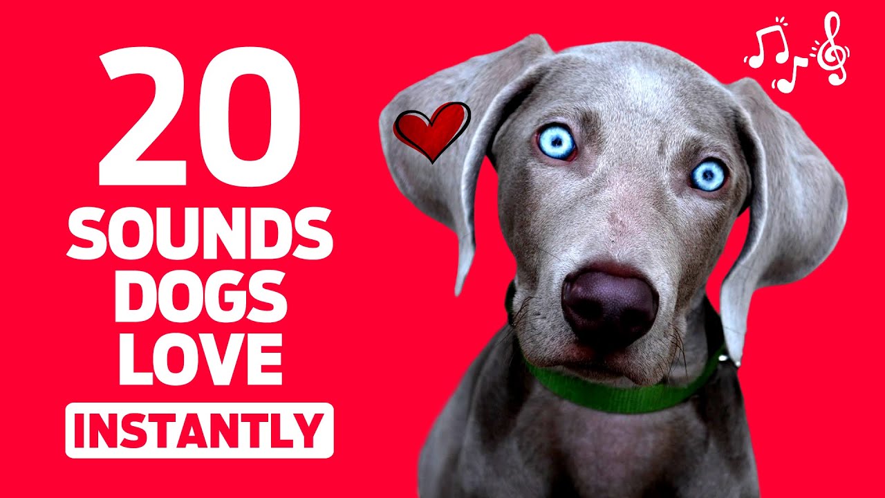 20 Sounds Dogs Love INSTANTLY 📣🐶 ️ - YouTube