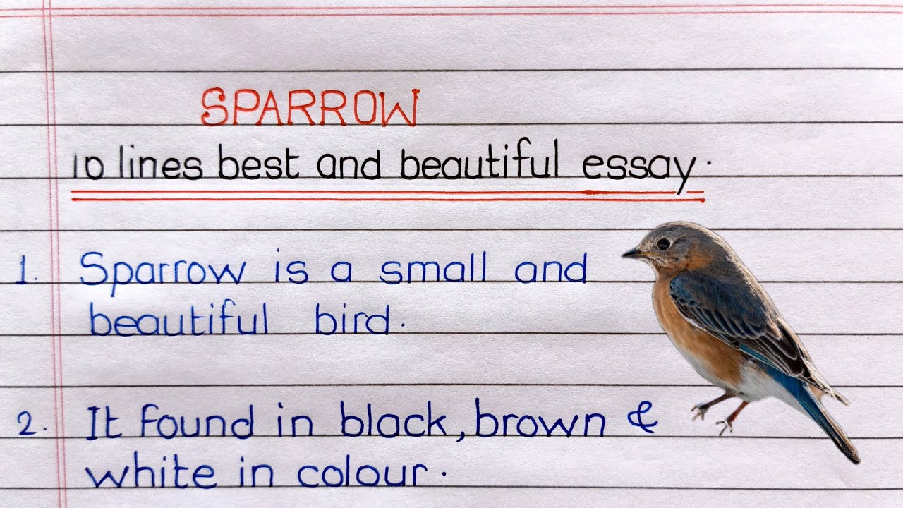 International Sparrow day essay/ Essay on sparrow on in english/ 10 ...