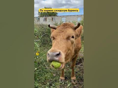 Буреночка балдеж - YouTube