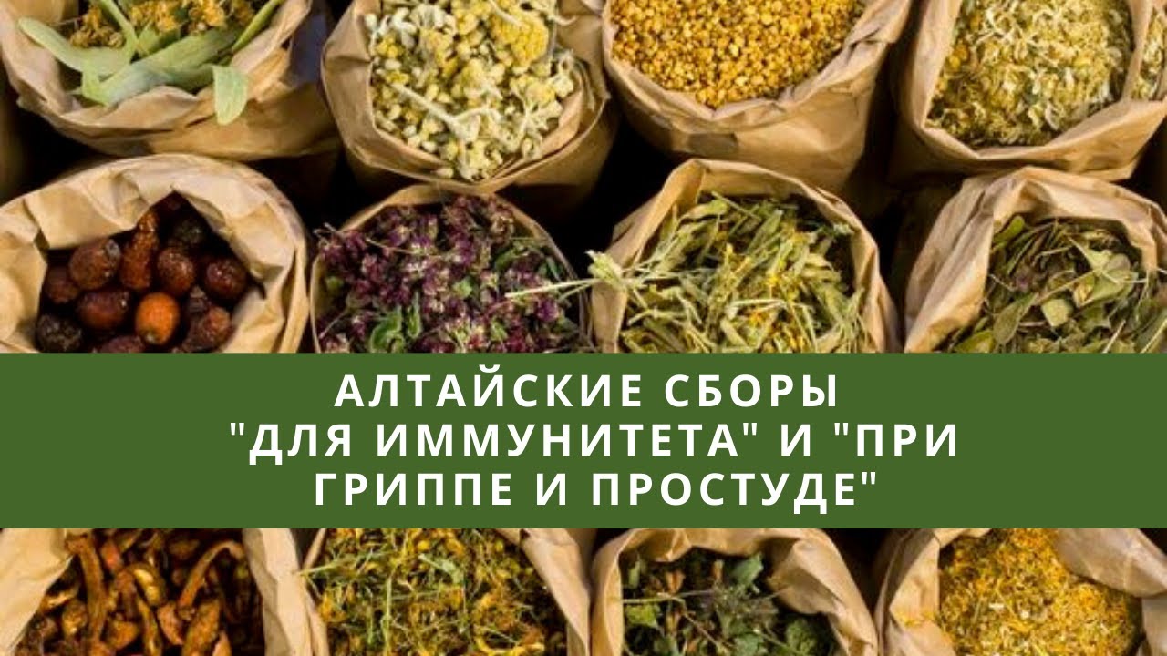 Алтайские сборы для иммунитета и от простуды - YouTube