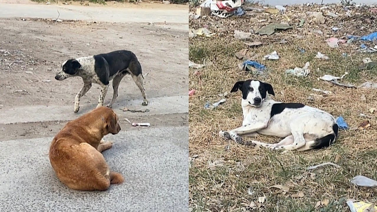 Cute street dogs video for dogs lovers. - YouTube