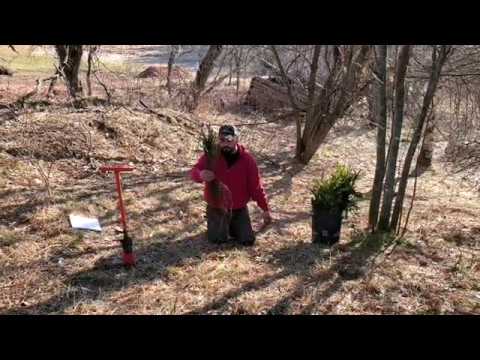 Planting White Spruce tree seedlings - YouTube