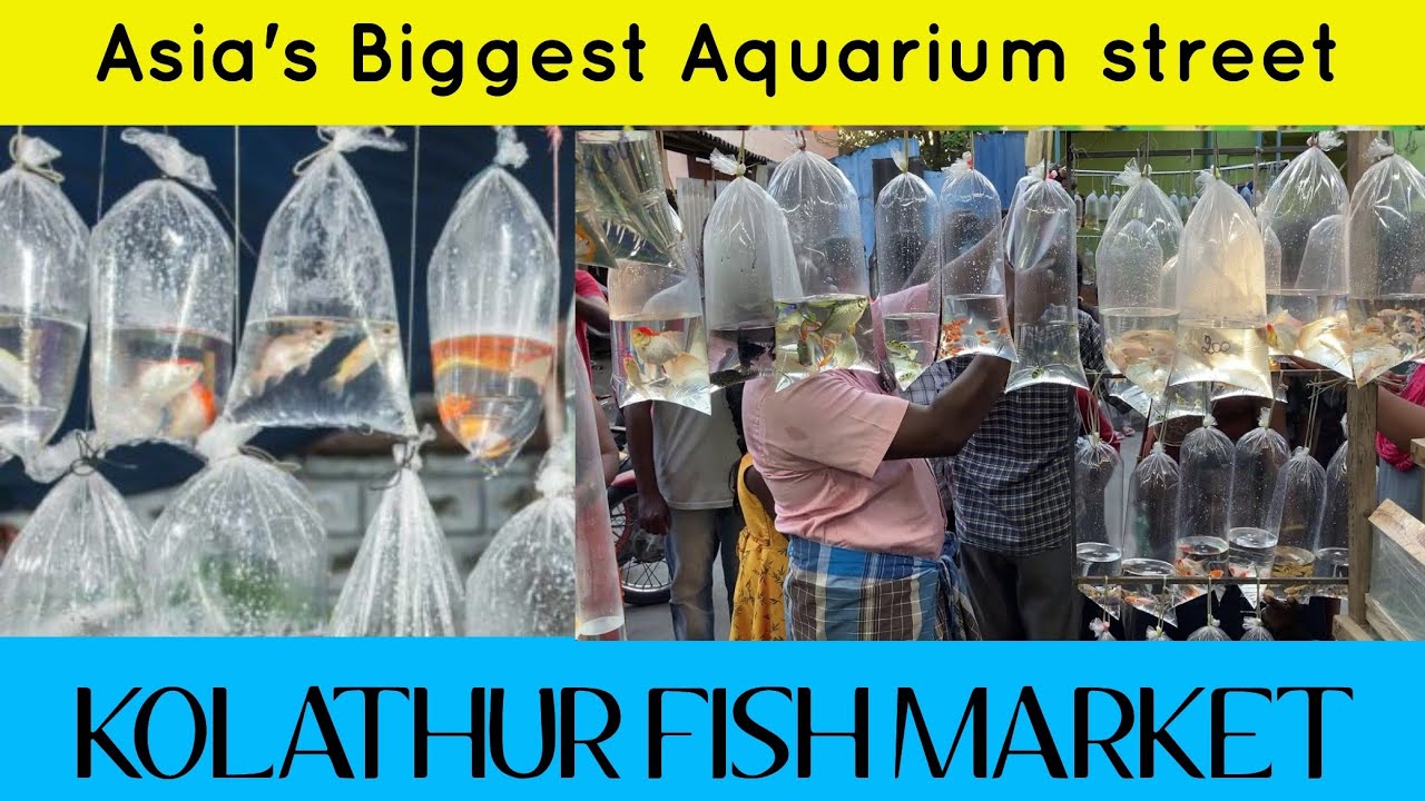 Kolathur Fish market | Kolathur Aquarium fish street | kolathur fish ...