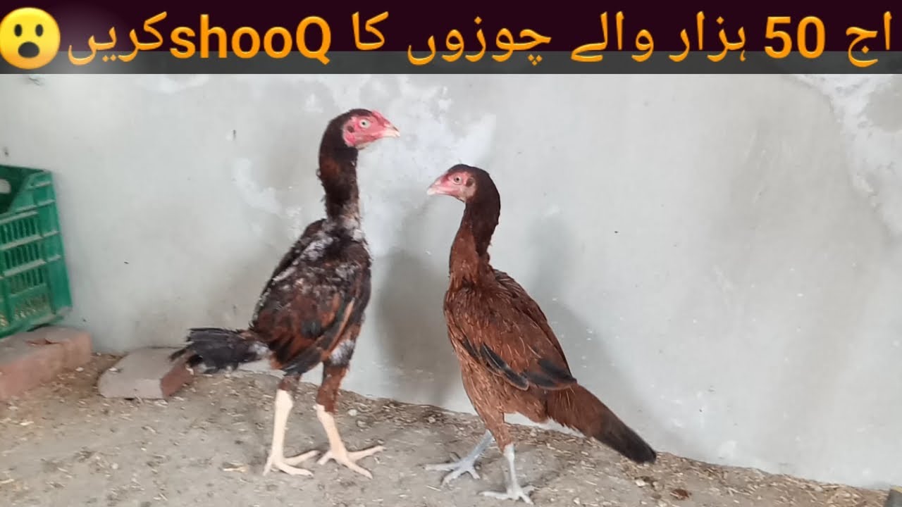 50 Hazar. Ka ak ChoozA| 50 Thousand of one chicks😮😮（＞y＜） - YouTube