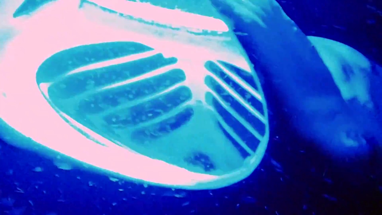 Manta Ray eating plankton - YouTube