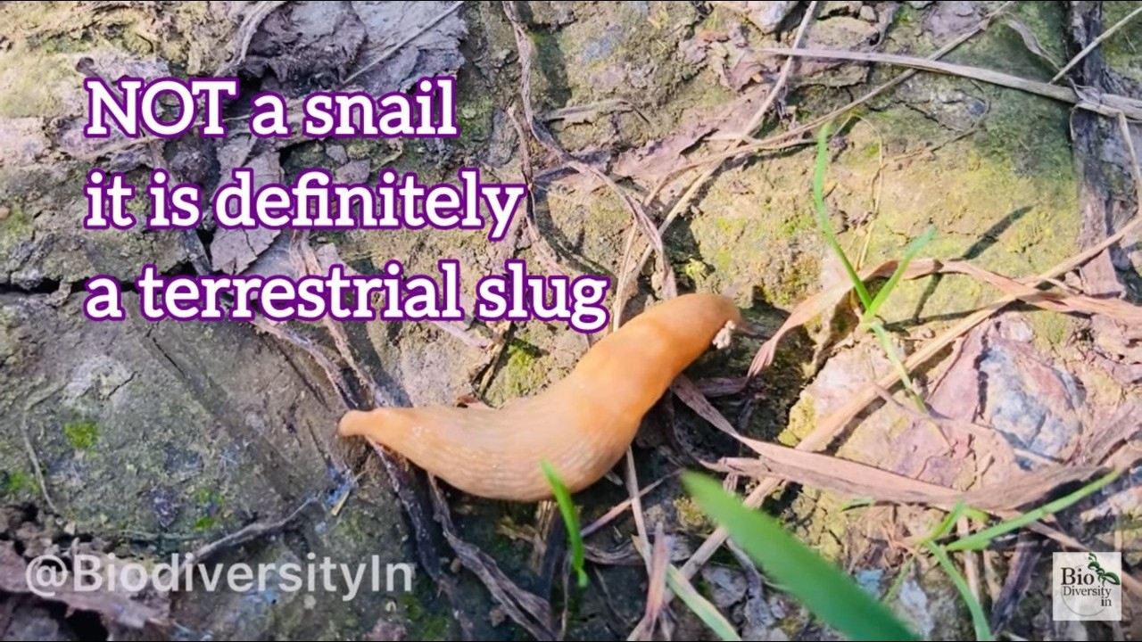 Be Patient With This Amazing Super Slow Land Slug | Nature Close-Up ...