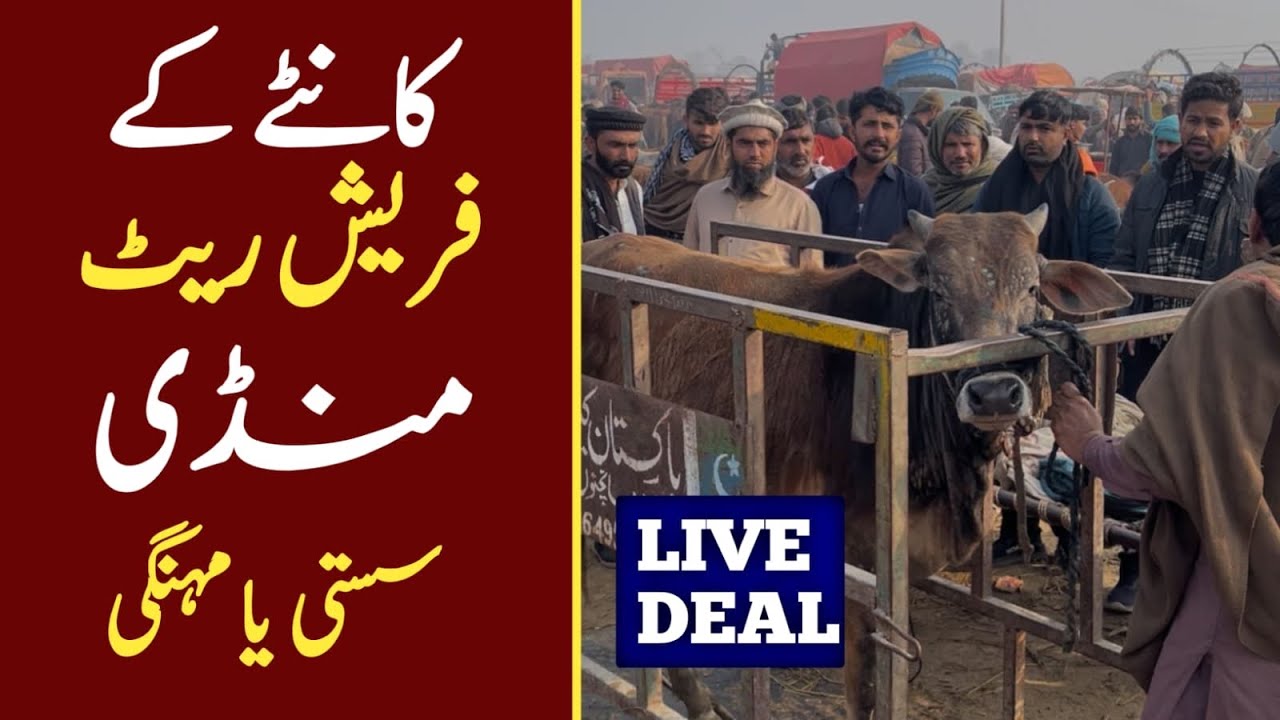 Luddan Mandi Ke Taza Rates | Kantay Ka Rate Per Kg | Live Kharidari ...