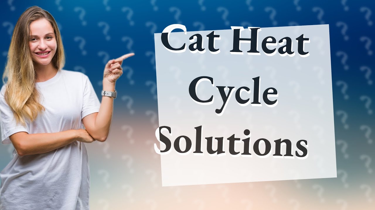 Can you end a cats heat cycle? - YouTube