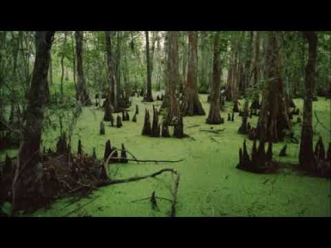 Swamp Sounds at Night - Frogs, Crickets, Light Rain, Forest Nature ...