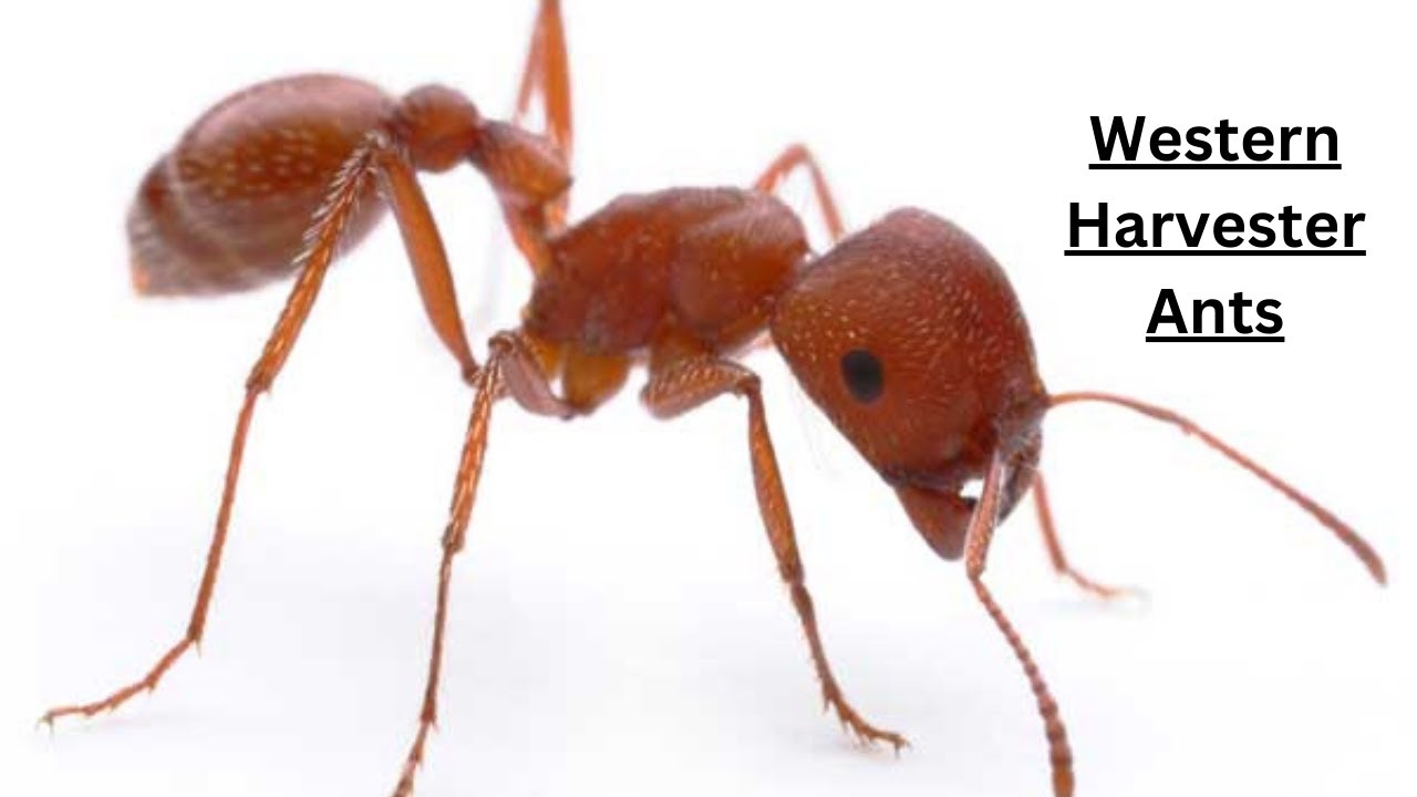 The Biography of Western Harvester Ant - YouTube