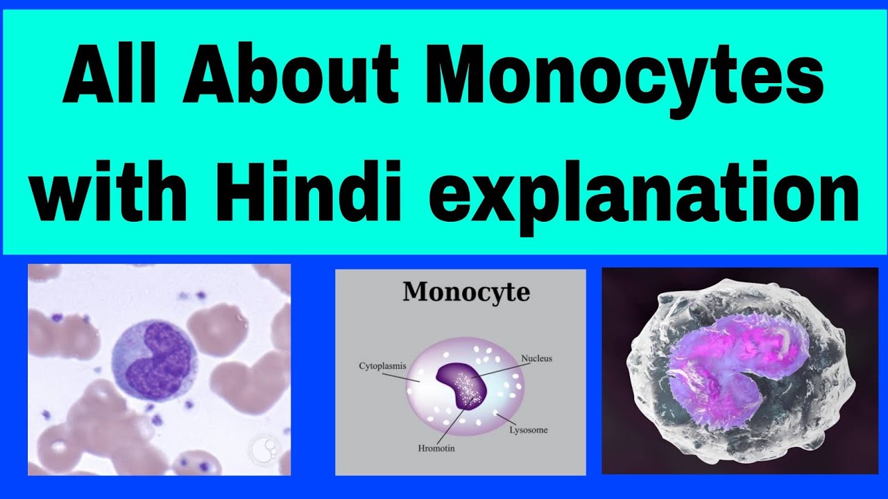 Monocytes | Monocytes in hindi | Monocytes Badhani aur ghatne Se Kya ...