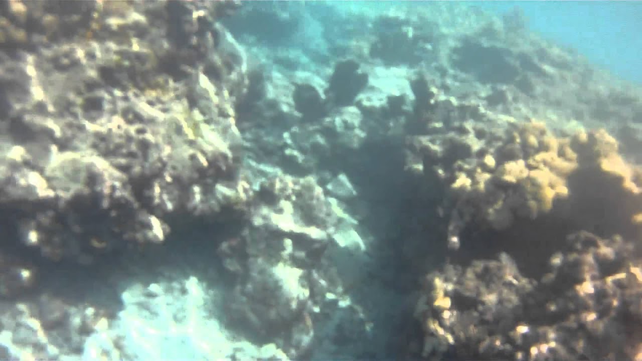 ALL WET KEY WEST SHARK DIVING - YouTube