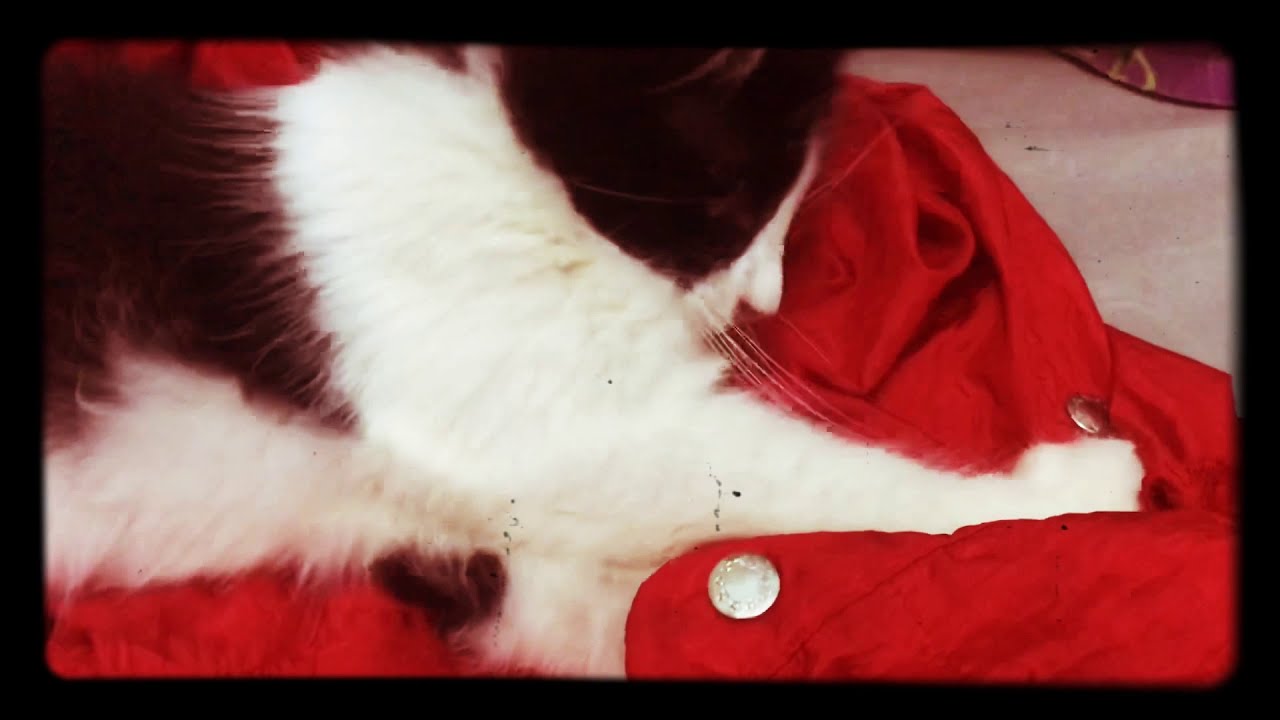 Kucing Malu Malu Didepan Camera - YouTube