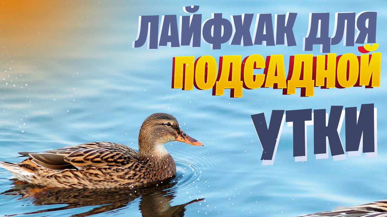 ПОДСАДНАЯ УТКА С ПРИЦЕПОМ / A PLUG-IN DUCK WITH A TRAILER - YouTube