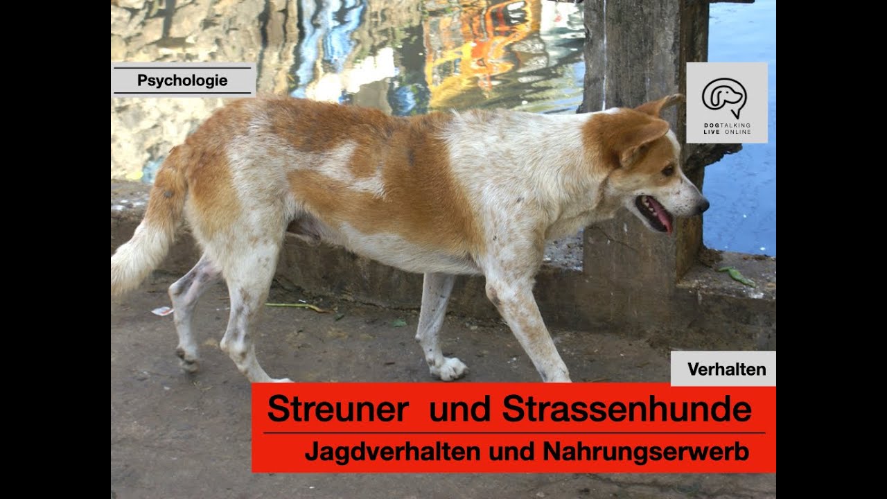 Wie leben Hunde von der Strasse ? Über Streuner und Strassenhunde - YouTube