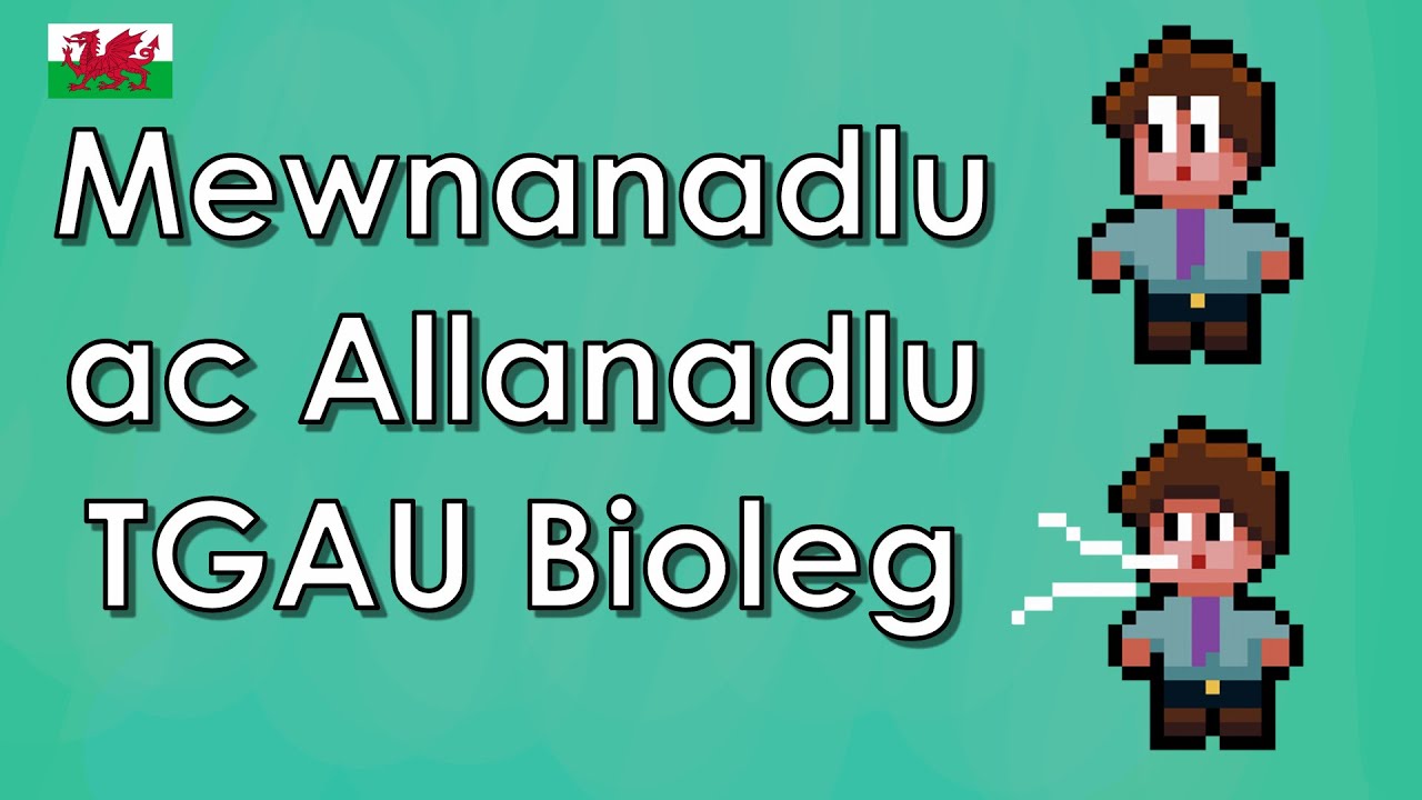 Mewnanadlu ac Allanadlu TGAU Bioleg CBAC - YouTube