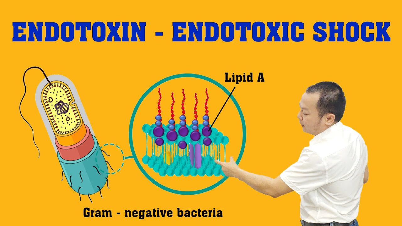 Endotoxin - Endotoxic Shock (Nội Độc Tố - Sốc Nhiễm Khuẩn) # ...