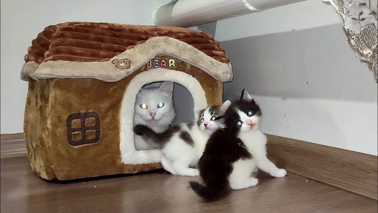 Kittens, go home. Mother cat says. - YouTube