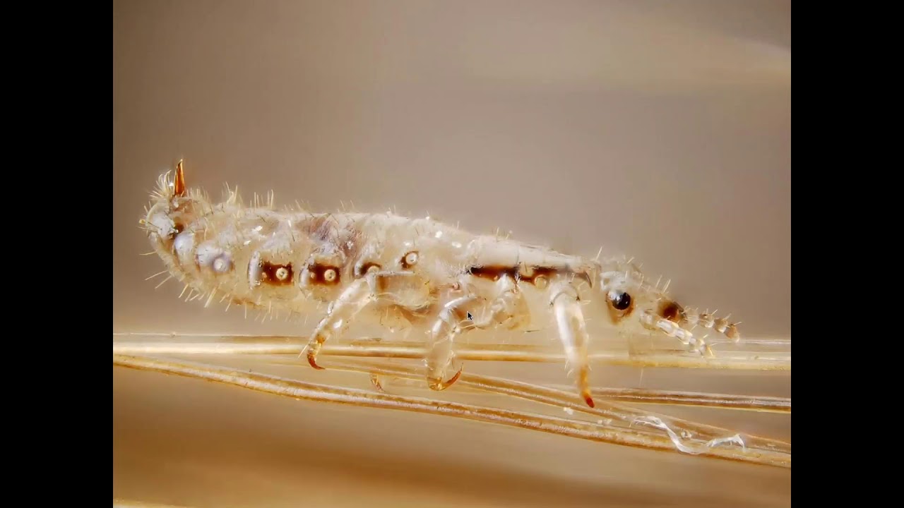 Of Mites and Men: The Diversity and Evolution of Human Face Mites - YouTube