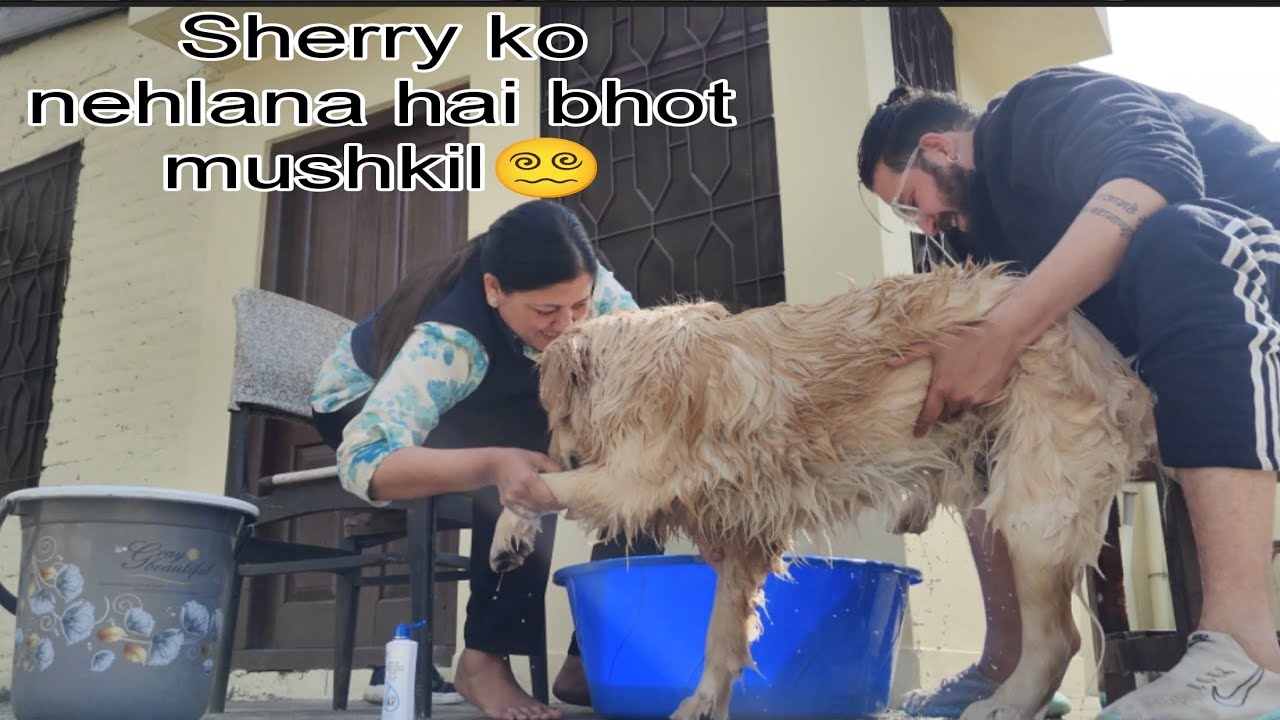 Sherry ko Nehlana hai bhot mushkil | golden retriever | Sherry ...