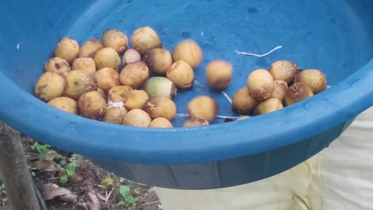 Cpcon Catole Do Rocha - BRAINCP