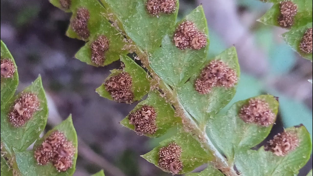 Sori of Pteridophytes | @Paharpani Nainital - YouTube