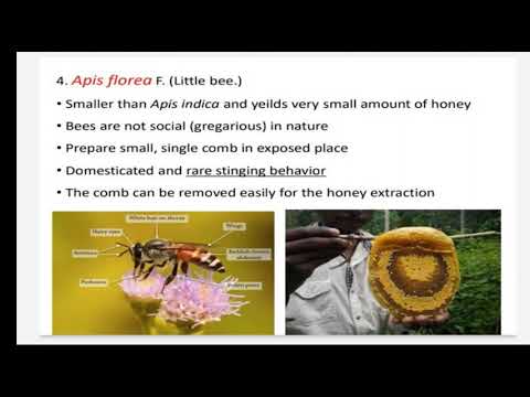 Apiculture important notes part 1 ( bsc zoology , net exam , set exam ...