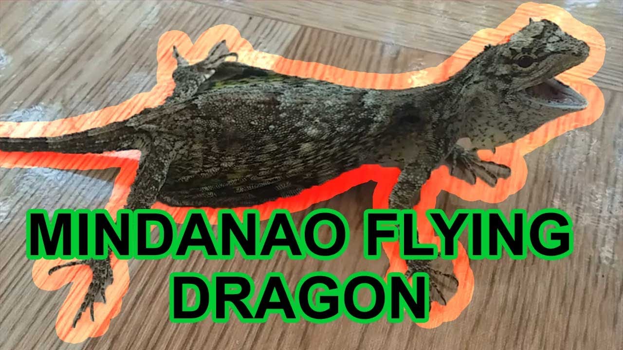 Mindanao Flying Dragon - Draco Lizard with Real Wings (Draco ...