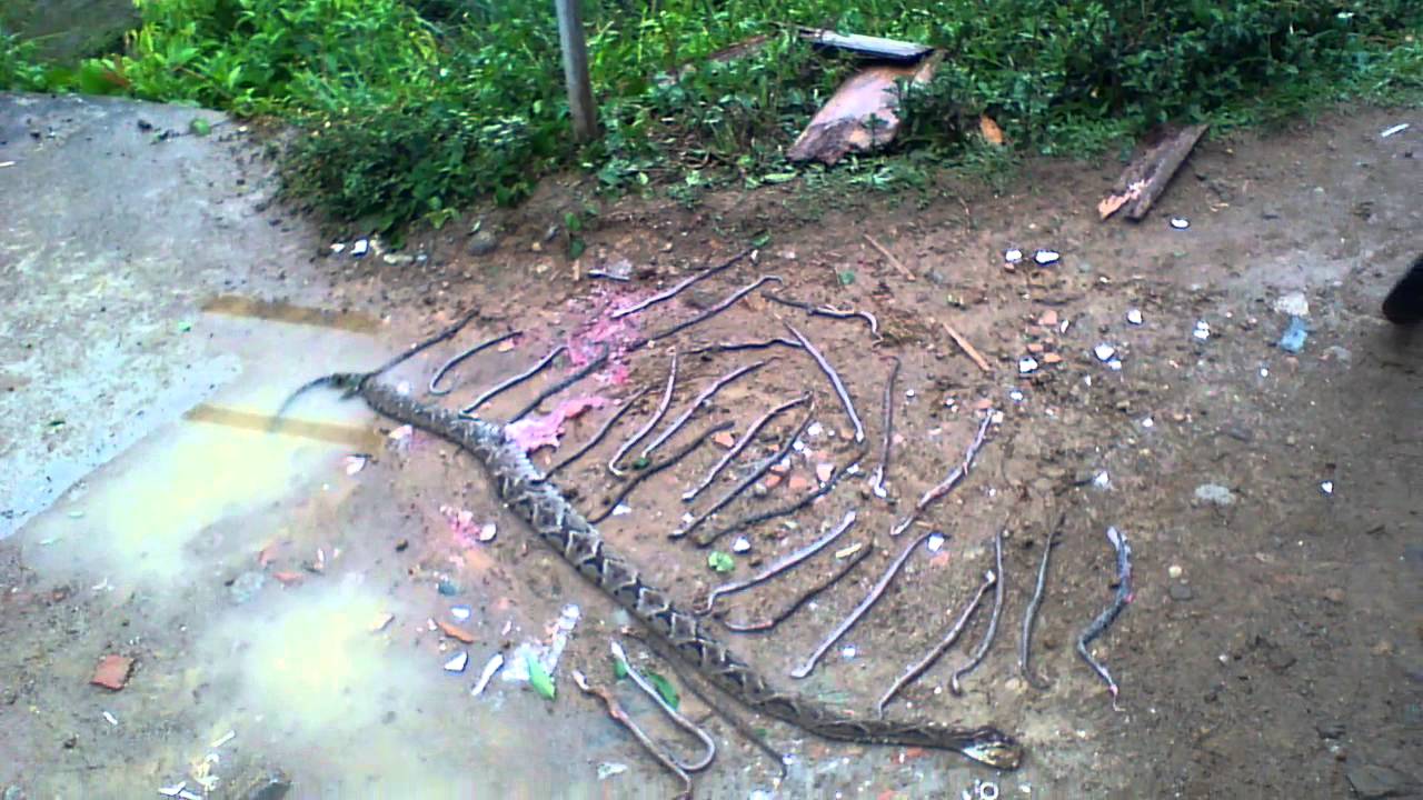 serpiente mapana x en san Rafael Antioquia. - YouTube