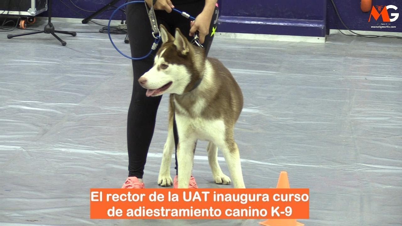 El rector de la UAT inaugura curso de adiestramiento canino K-9 - YouTube