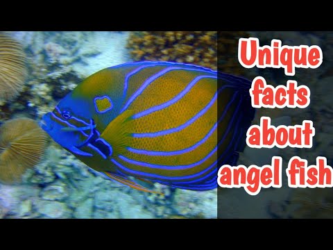Unique facts about angelfish - YouTube