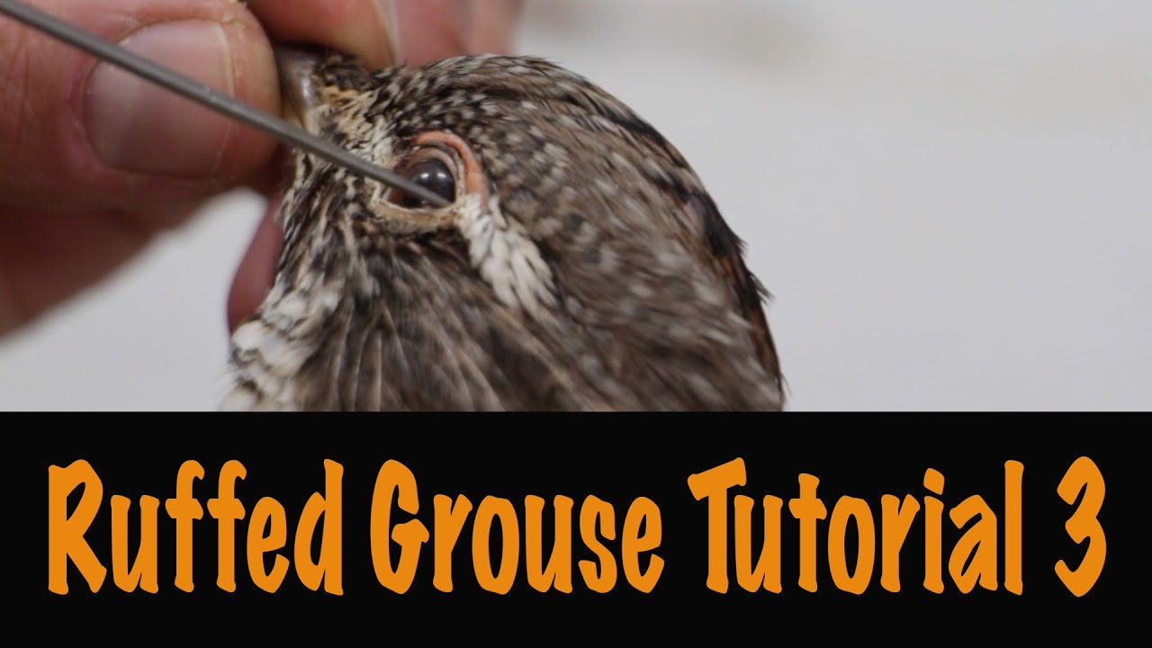 Ruffed Grouse Tutorial Part 3 . Eyes and Eye rings - YouTube