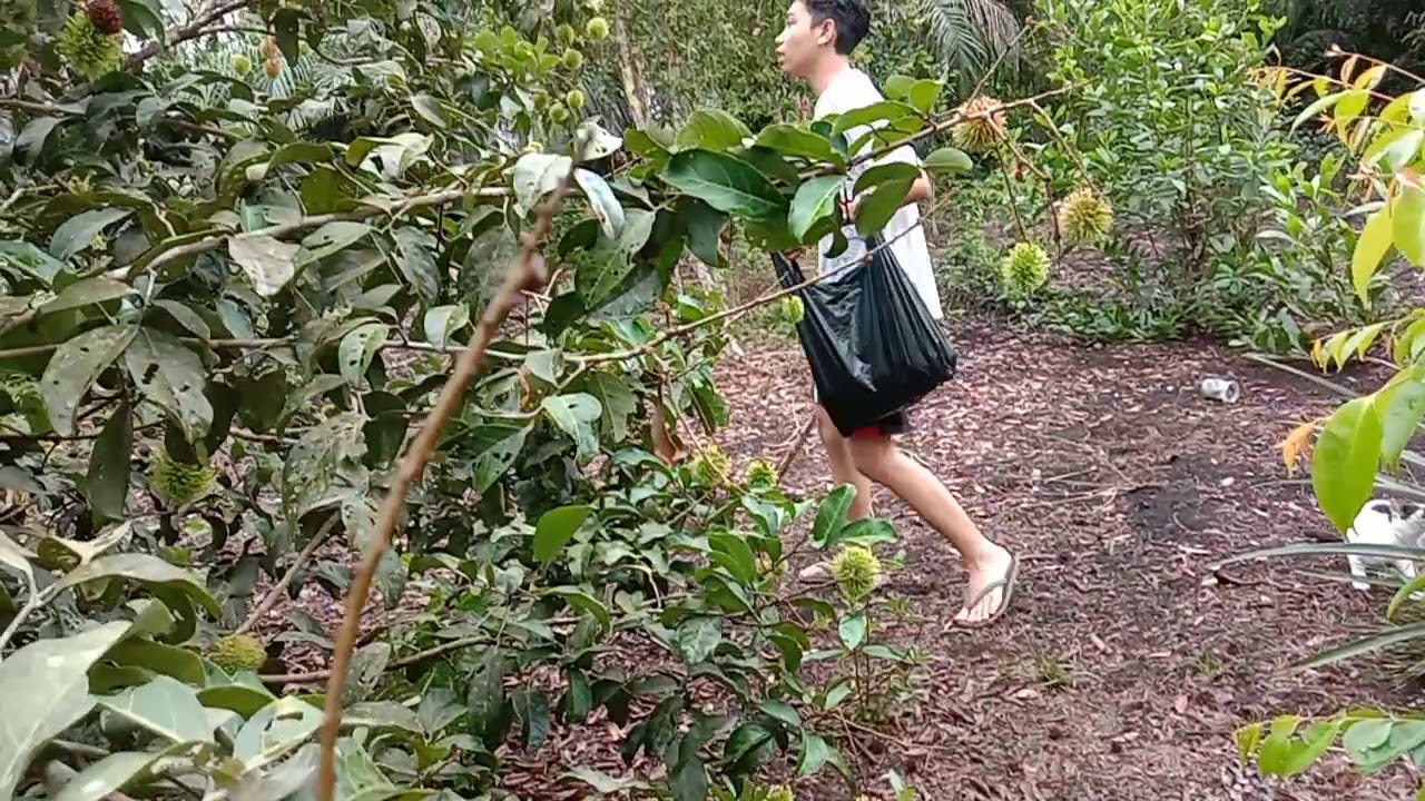 Panen Rambutan Garuda, Pohon Rendah - YouTube
