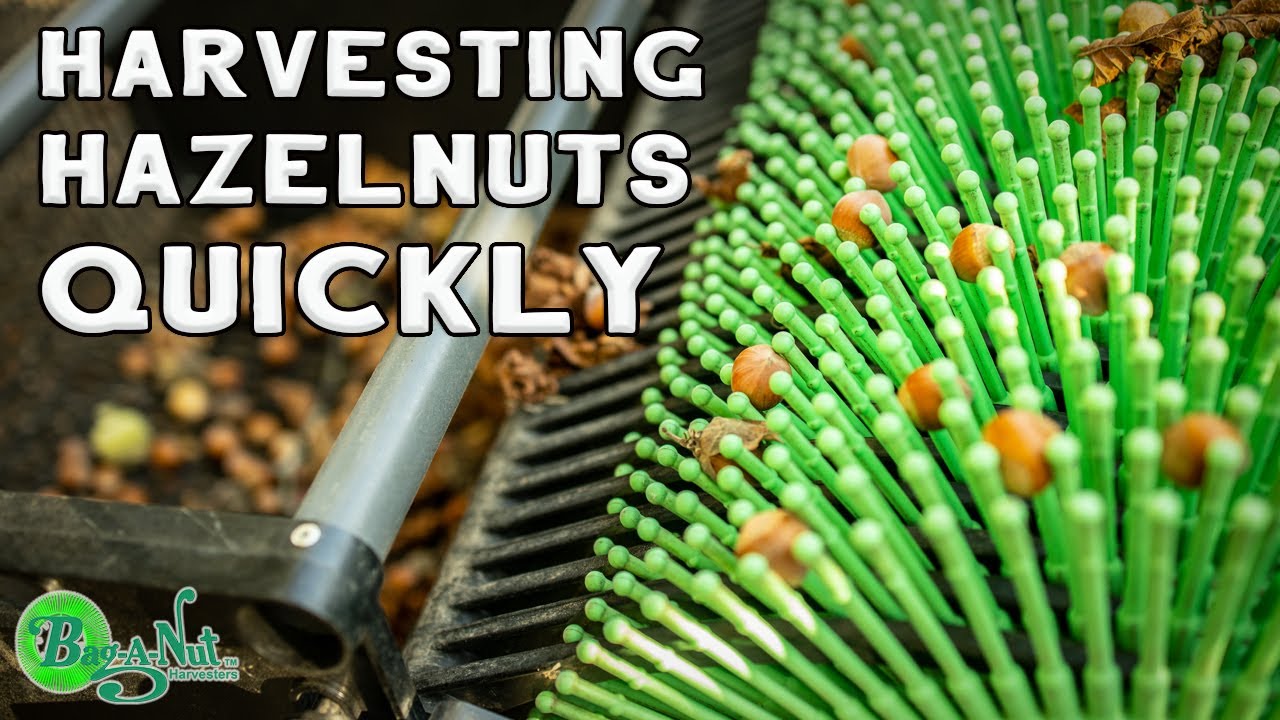 Harvesting Hazelnuts Fast. Bag-A-Nut's Hazelnut Picker Upper - YouTube