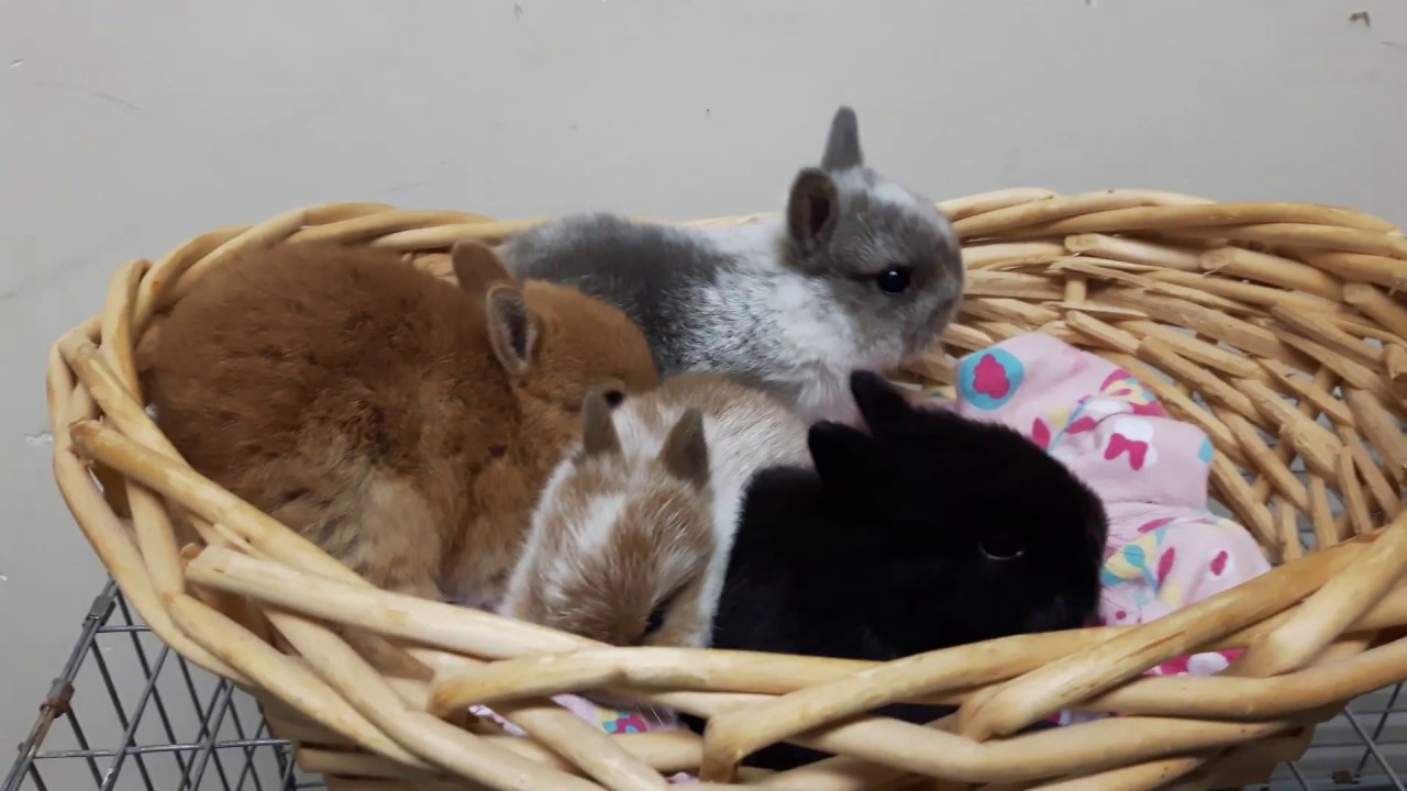Adorable Baby Netherland Dwarfs - YouTube