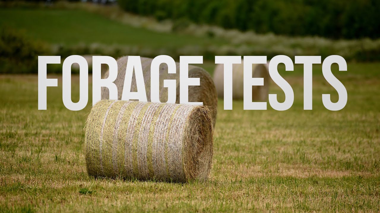 Forage Tests - YouTube