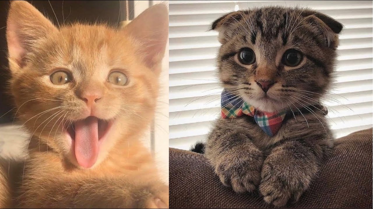 Funny Cat Compilation (Dramatic Cats Edition) - YouTube