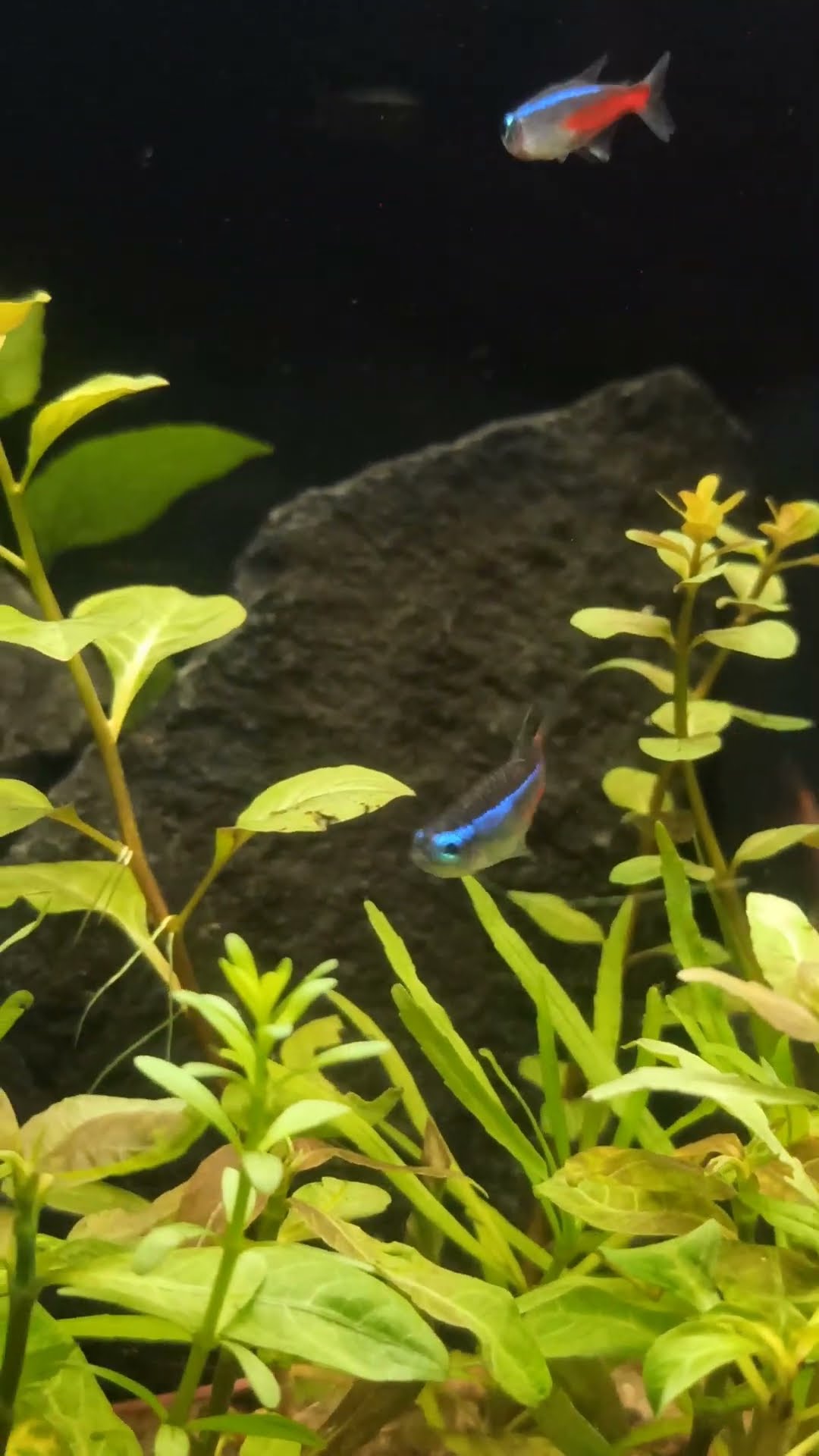 Experience the harmony of nature with vibrant neon tetras swimming ...