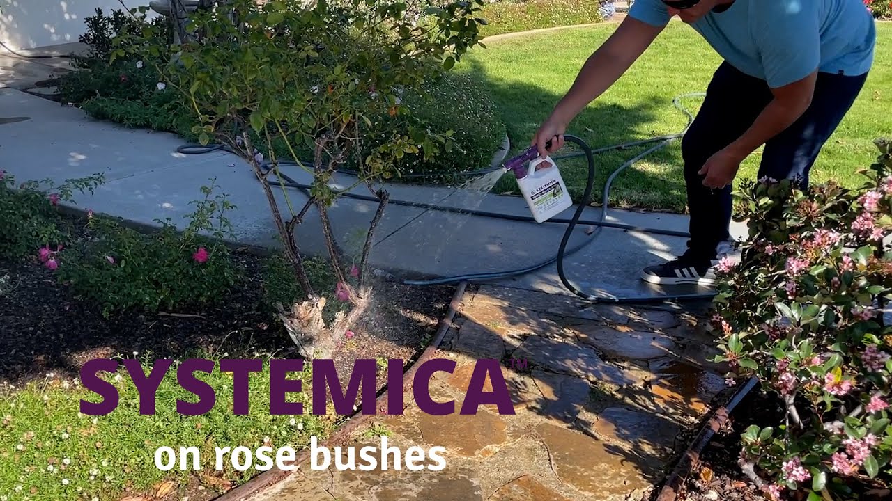 Systemica on Rose Bushes (root drench) - YouTube