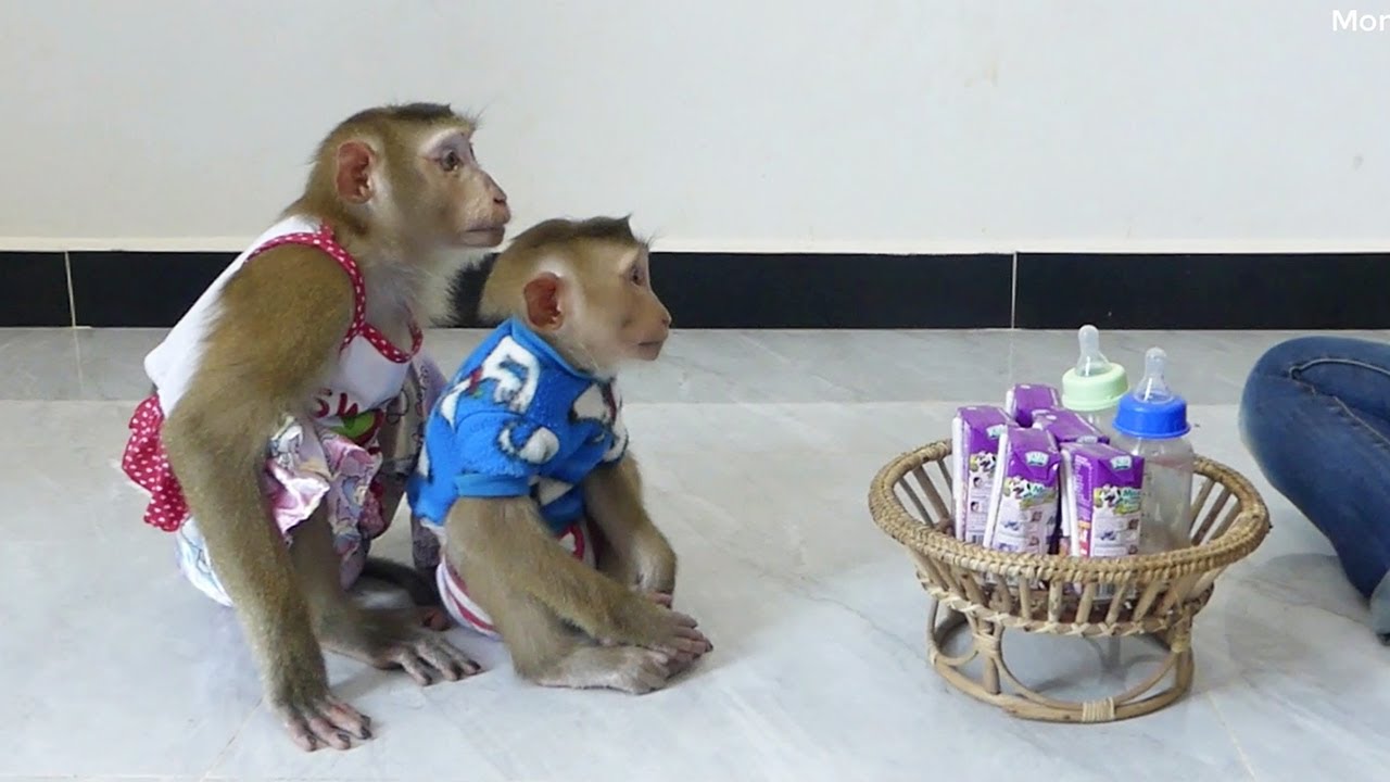 Awesome Mori & Moly Need Milk & Inline Sitting To Wait Mom Mixed Milk ...