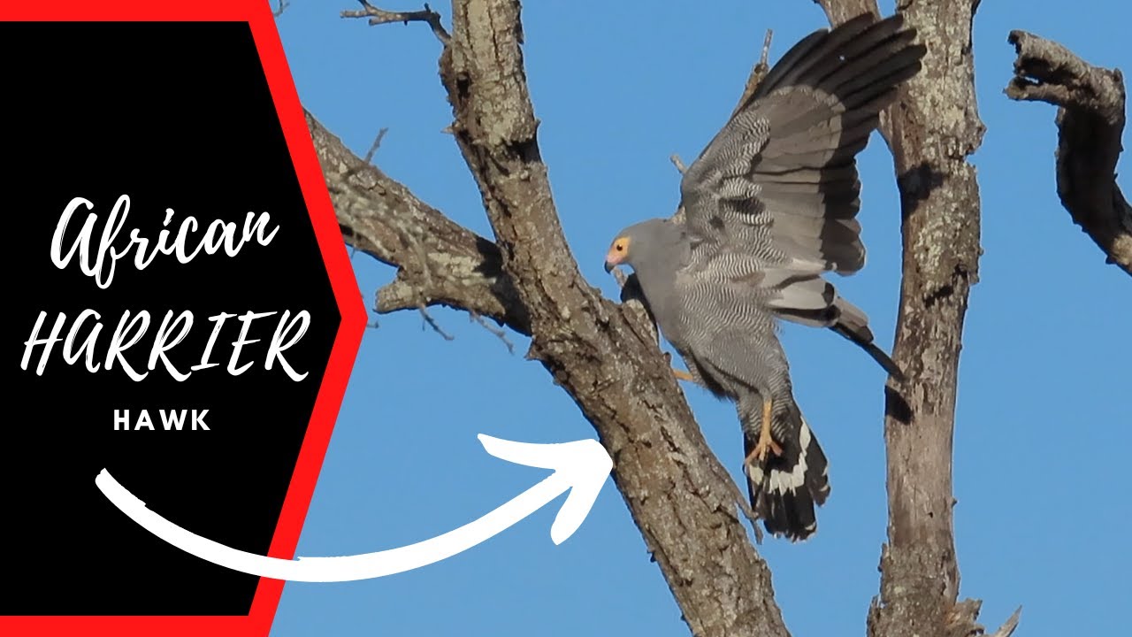 African Harrier Hawk Hunting! - YouTube