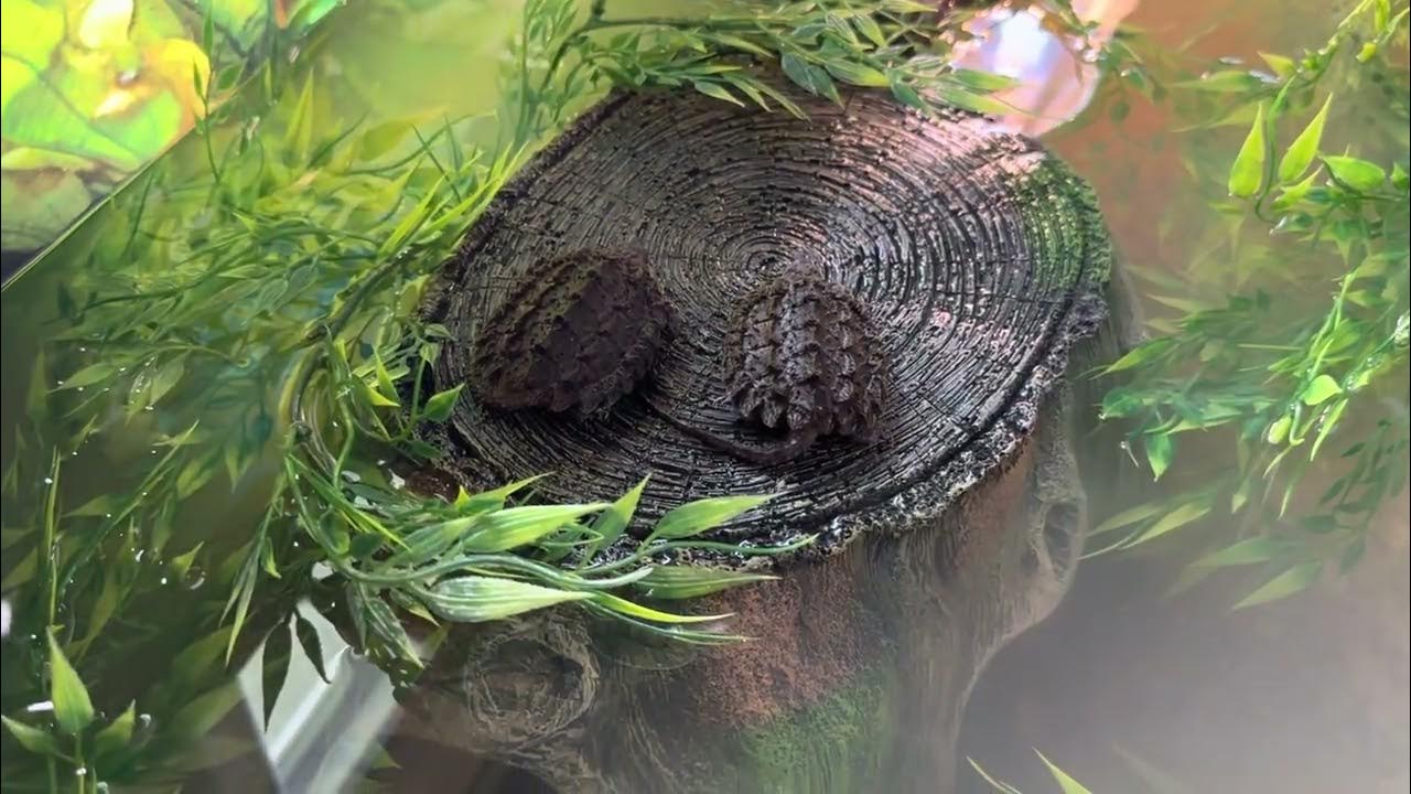 Alligator snapping turtle unboxing(two) - YouTube