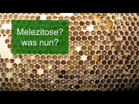 Melezitose - Vorbeugung und Umgang mit kristallisierendem Honig