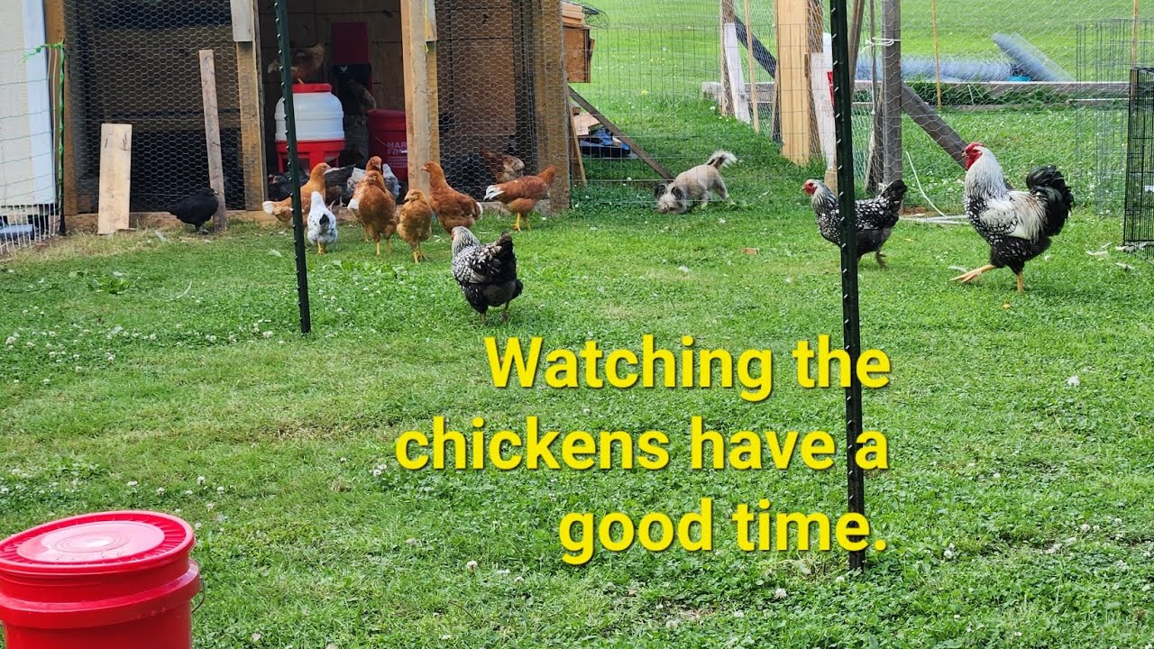 Out in the chicken lot walking around checking out the chickens turned ...