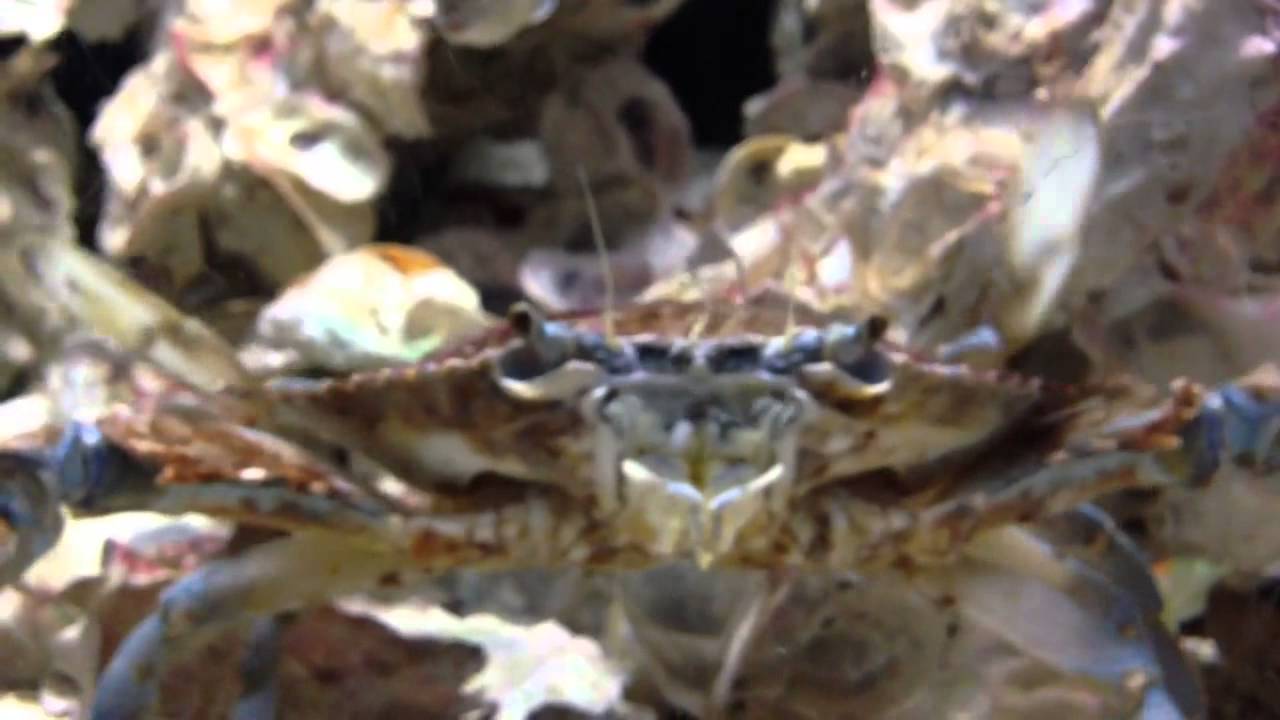 Crab waves hello at Texas State Aquarium - YouTube