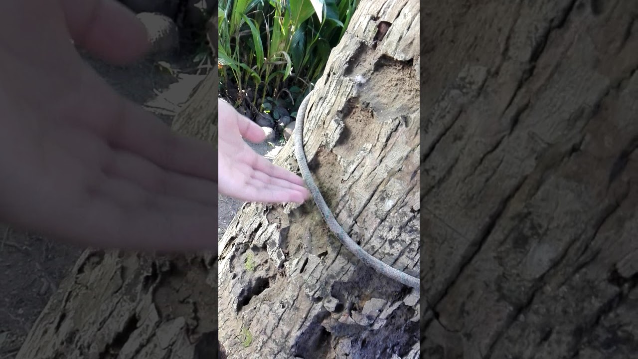 We Found A (Dead) Snake Skin In Forest - YouTube